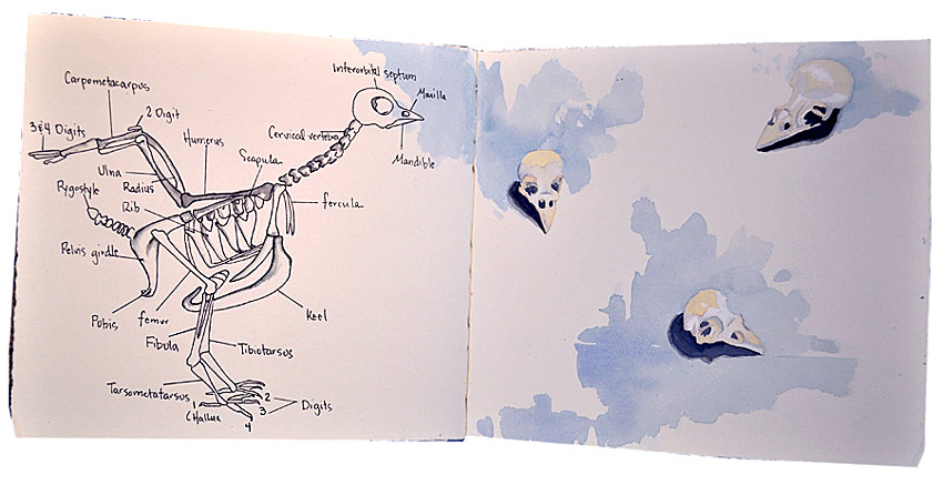 Bird Exploded View – Melanie Testa